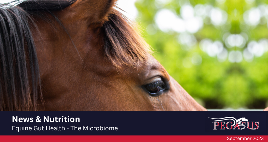 Equestrian Western Australia